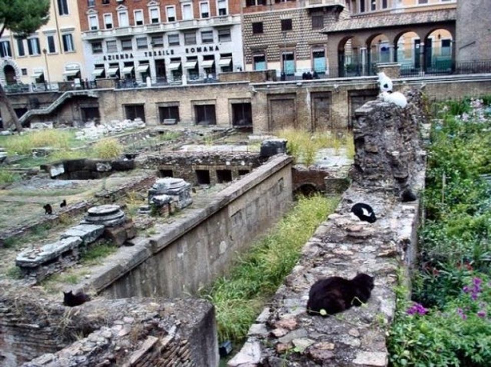 Roman Cats Turn A Historic Site Into Cat Haven - Love Meow