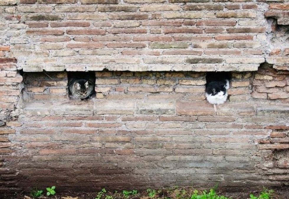 Roman Cats Turn A Historic Site Into Cat Haven - Love Meow