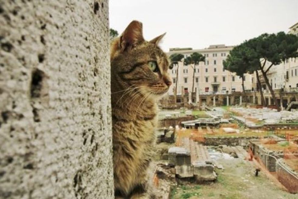 Roman Cats Turn A Historic Site Into Cat Haven - Love Meow