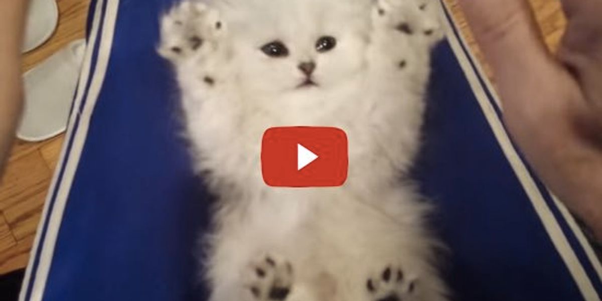 Ticklish Kitten Unbelievably Cute Toe Beans! - Love Meow