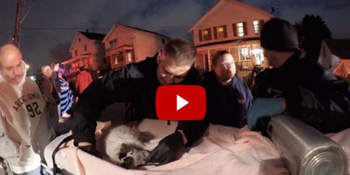 Firefighters Rescue And Revive Cat From House Fire - Love Meow