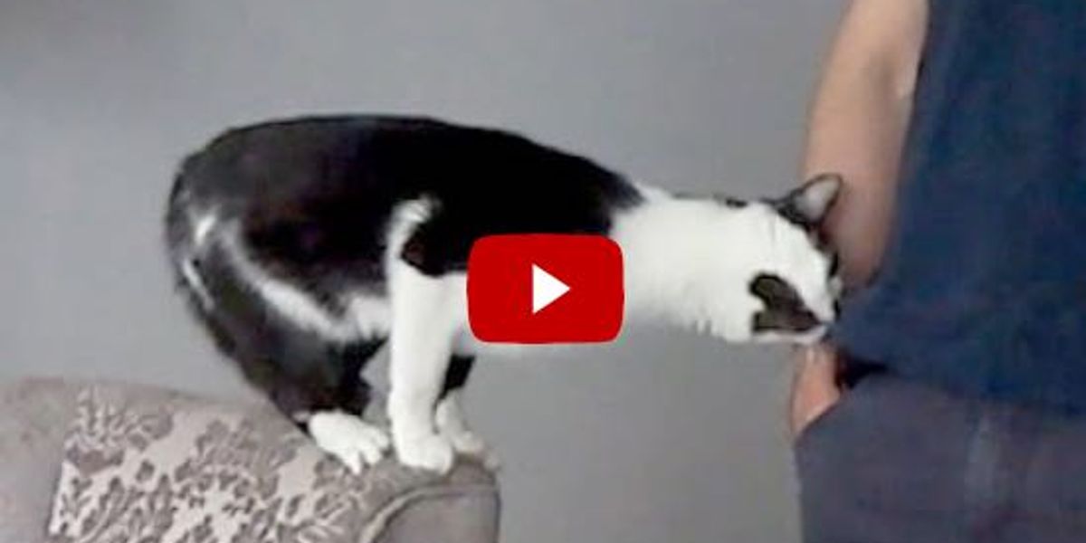 The Neediest Cat in the World - Love Meow