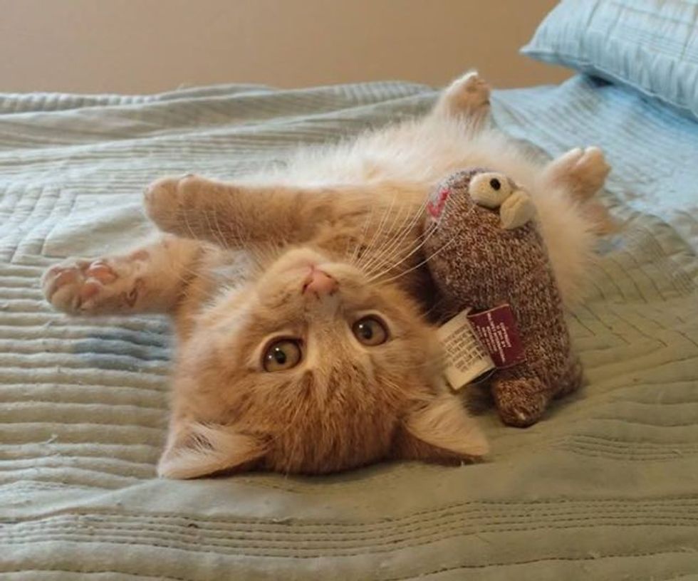 Elsa The 'Frozen' Kitten Gets Adopted! - Love Meow