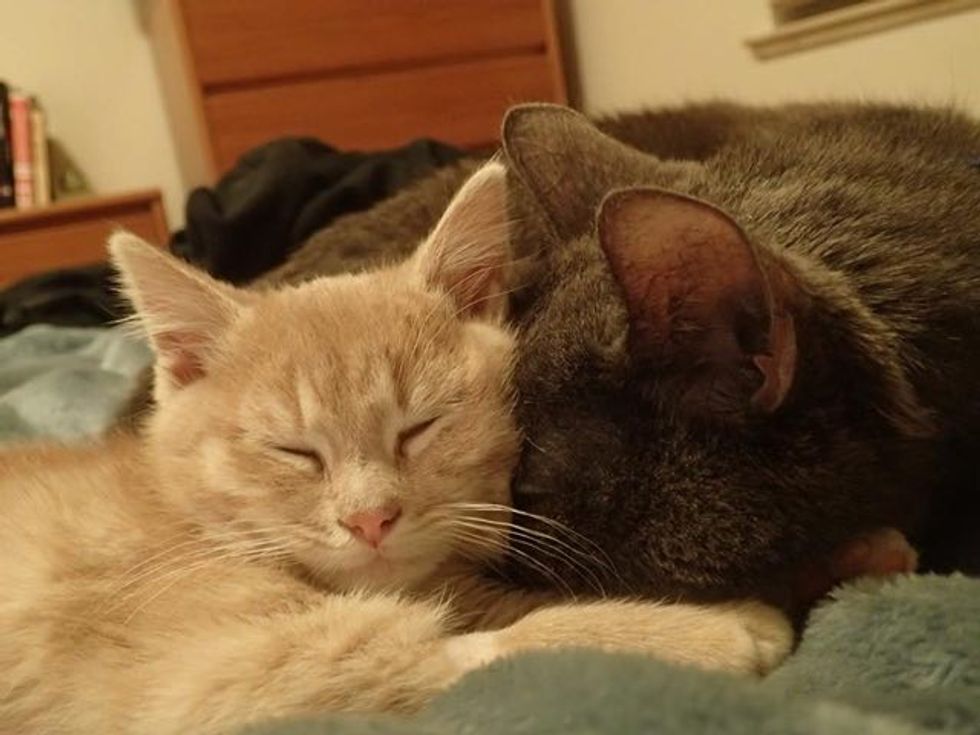 Elsa The 'Frozen' Kitten Gets Adopted! - Love Meow