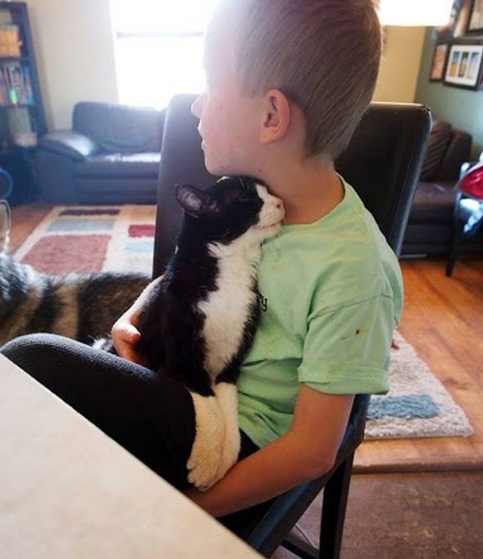 20 Year Old Cat, Dexter, Finds New Home And Has So Much Love To Give ...