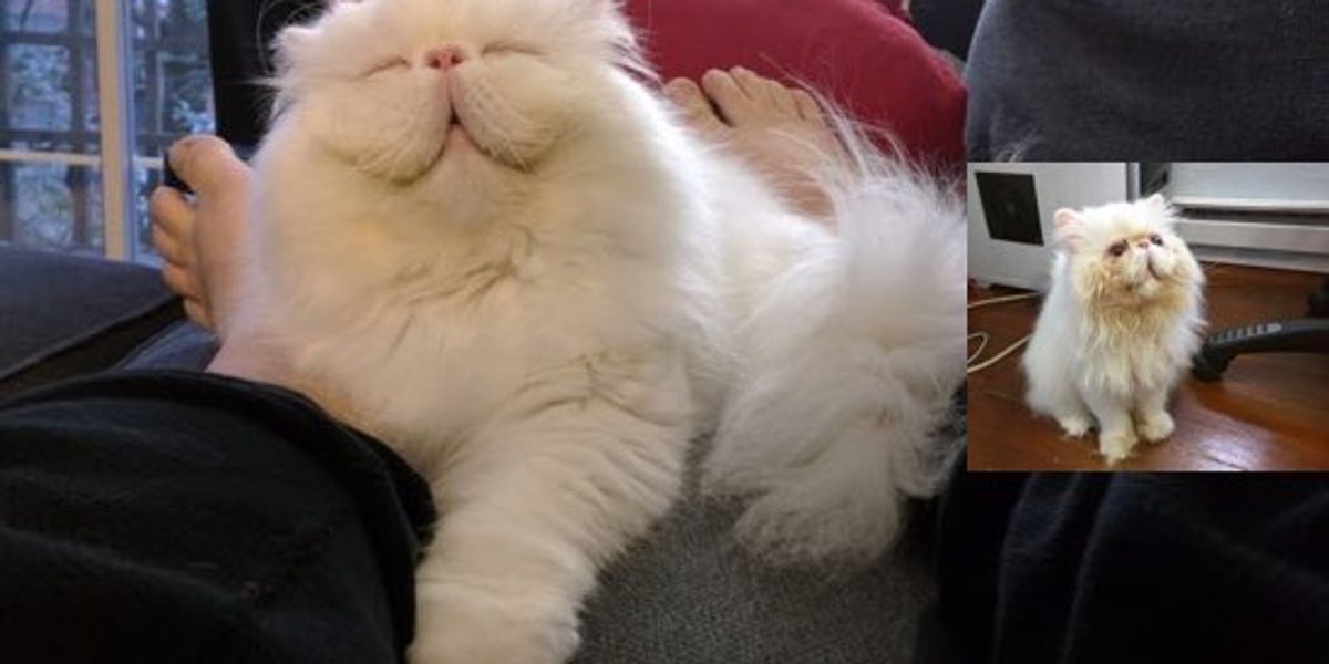 Brimley Rescue Persian Cat is Happy Having A Good Home for the First ...