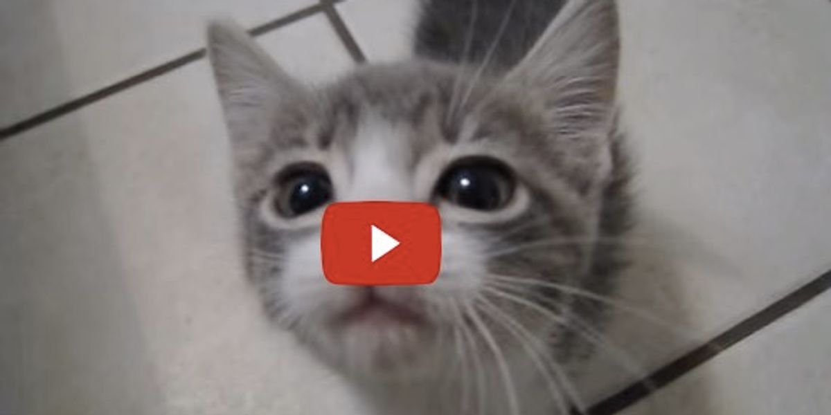 3 Cats, 3 Different Meows, and Lots of Meowing - Love Meow