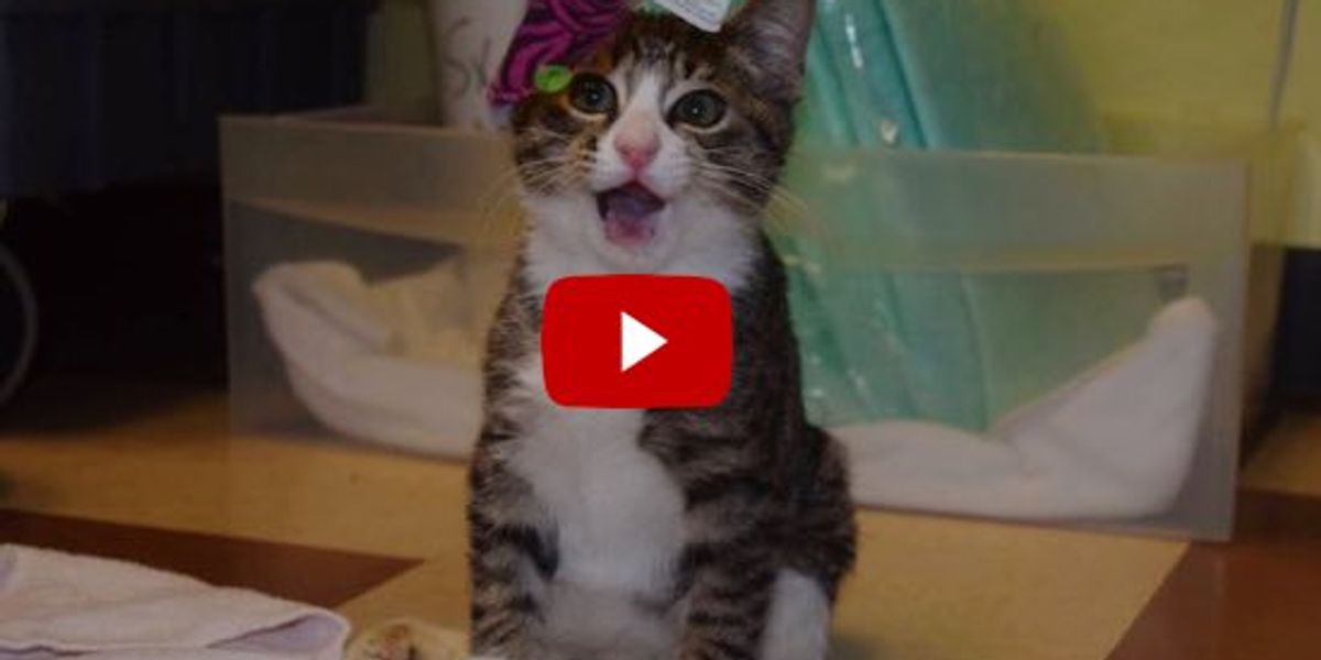 Devin the Perfectly Imperfect Cat - Love Meow