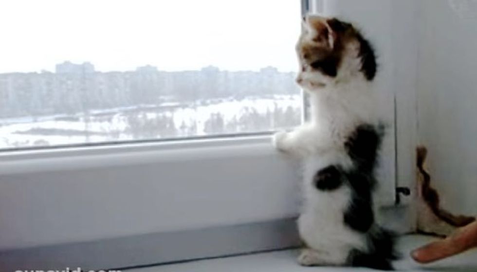 Curious Kitten Looking out the Window - Love Meow
