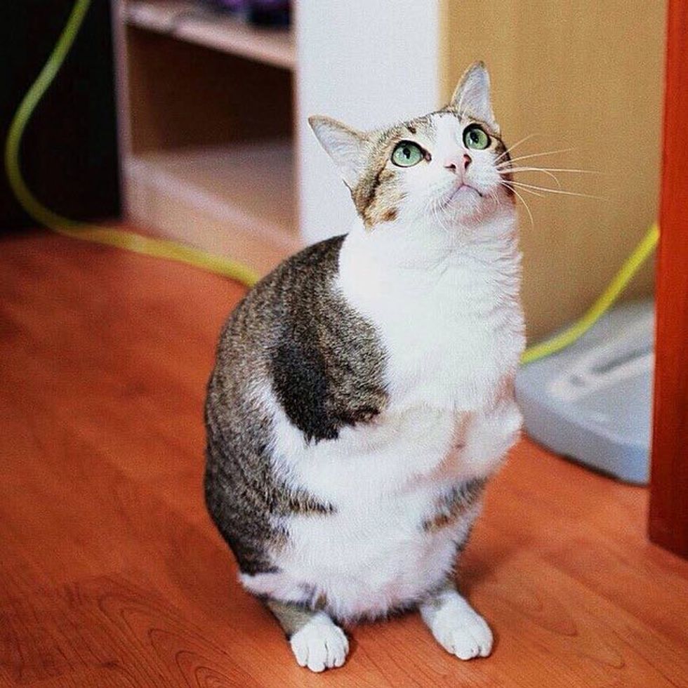 Able the 2 Legged Cat Can Walk and Jump Like a Champ - Love Meow