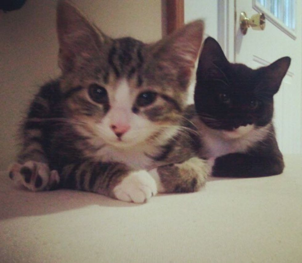 Meet Rue the Rescue Kitty. She's a Little Cross-eyed, but Has So Much ...