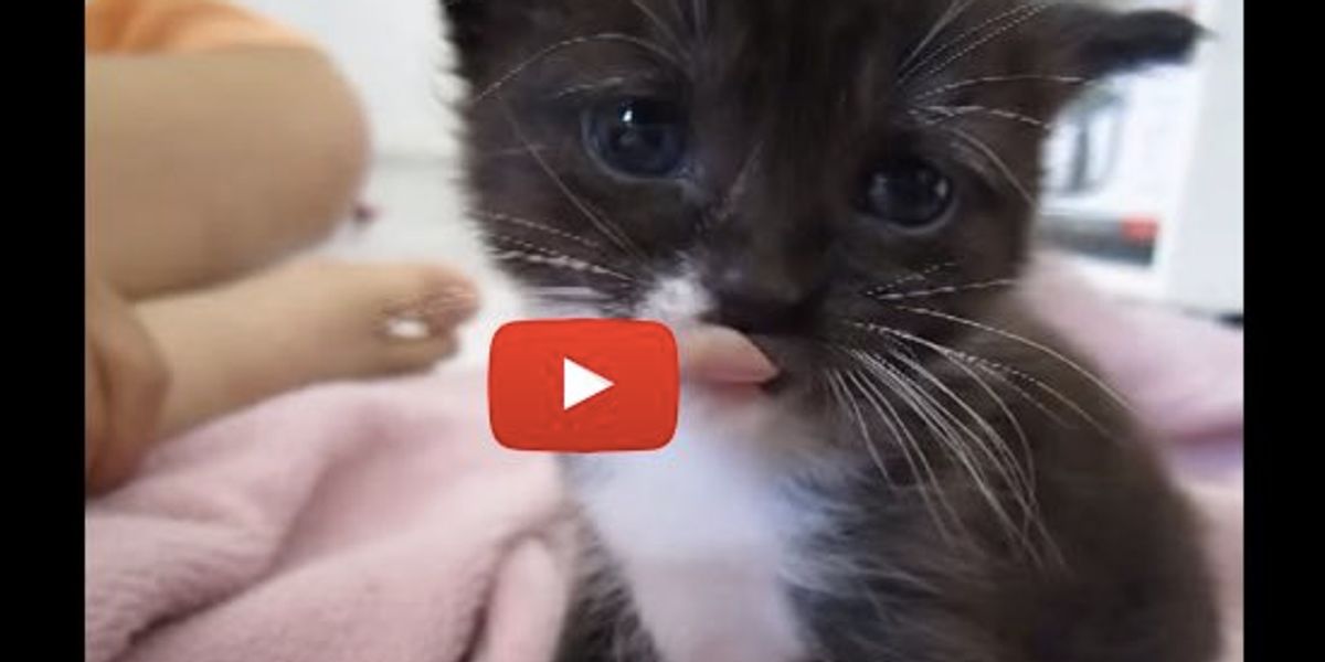 Three Little Tuxedo Kittens. Cuteness Explosion! - Love Meow