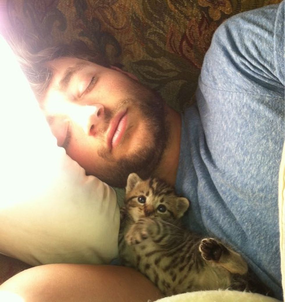 Meet Bilbo Fluffins the Cat Found Under a House by a Kind Man. See His ...