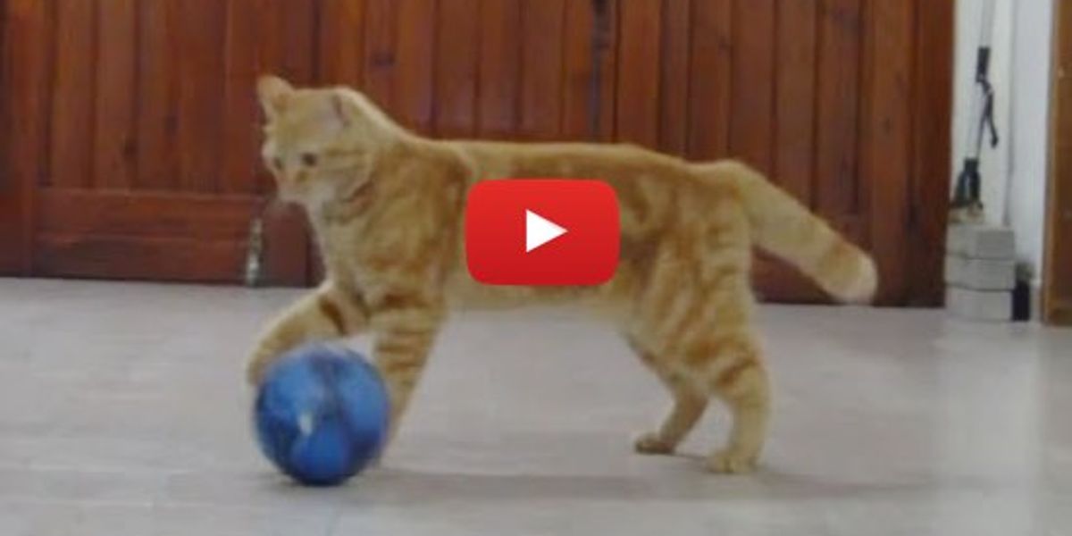 Cat Playing Soccer with Her Human. She'd Make an Excellent Goalkeeper ...
