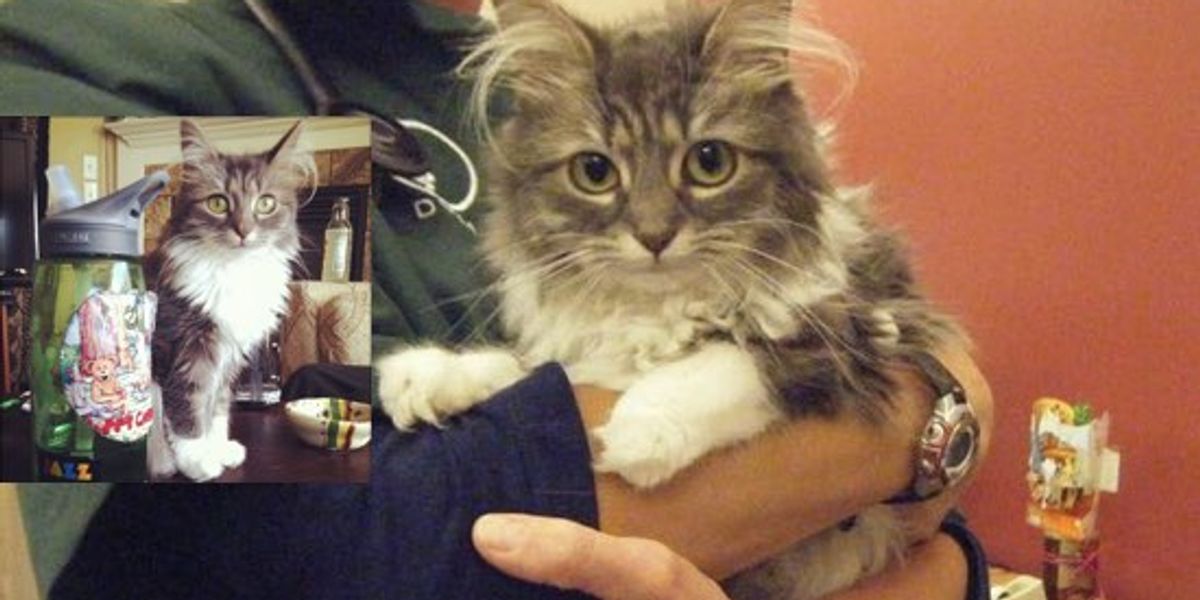 This Kitty is a Full Grown Cat, But Still the Size of a Kitten at 4 lbs ...