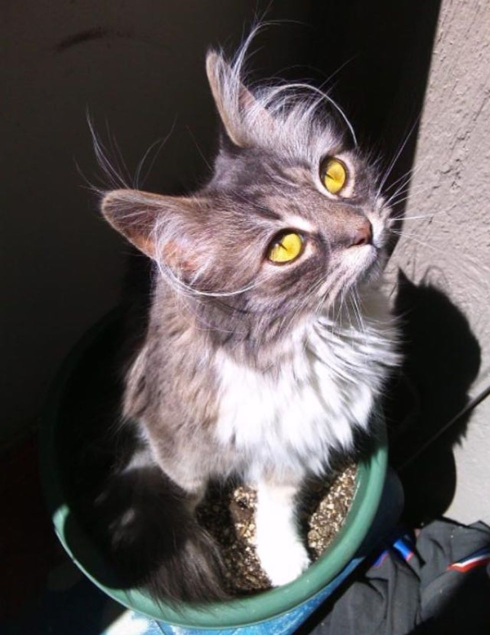 This Kitty is a Full Grown Cat, But Still the Size of a Kitten at 4 lbs ...