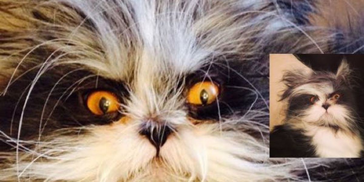 Meet Atchoum the Cat! He Has Perhaps the Furriest Face Ever! - Love Meow