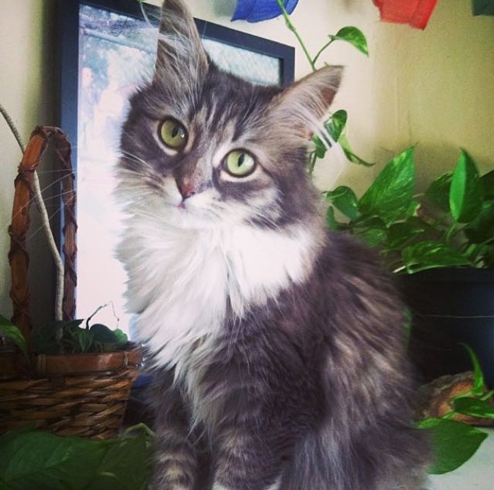 This Kitty is a Full Grown Cat, But Still the Size of a Kitten at 4 lbs ...