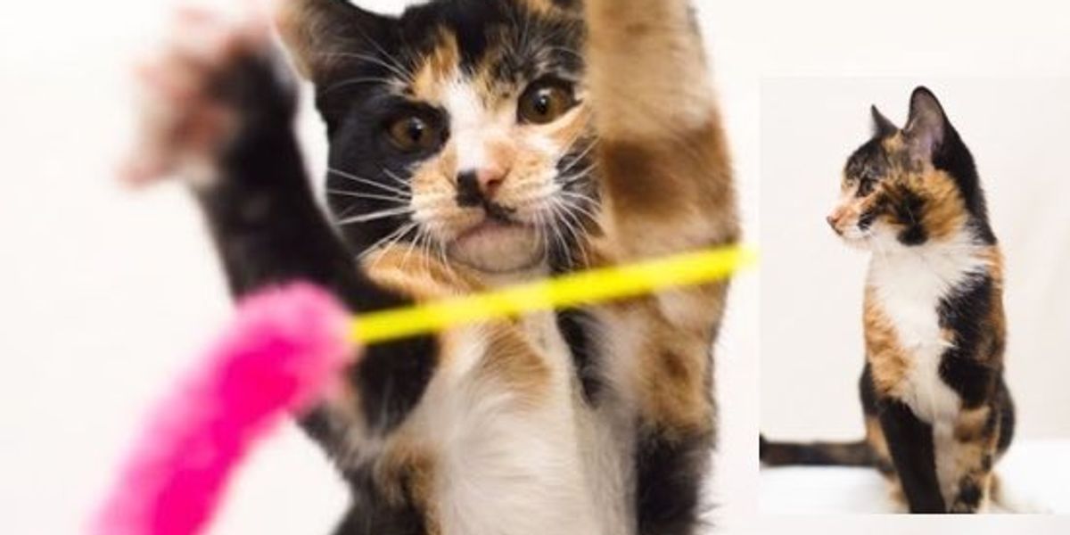 Meet Sherman, a Very Rare Male Calico Kitten - Love Meow