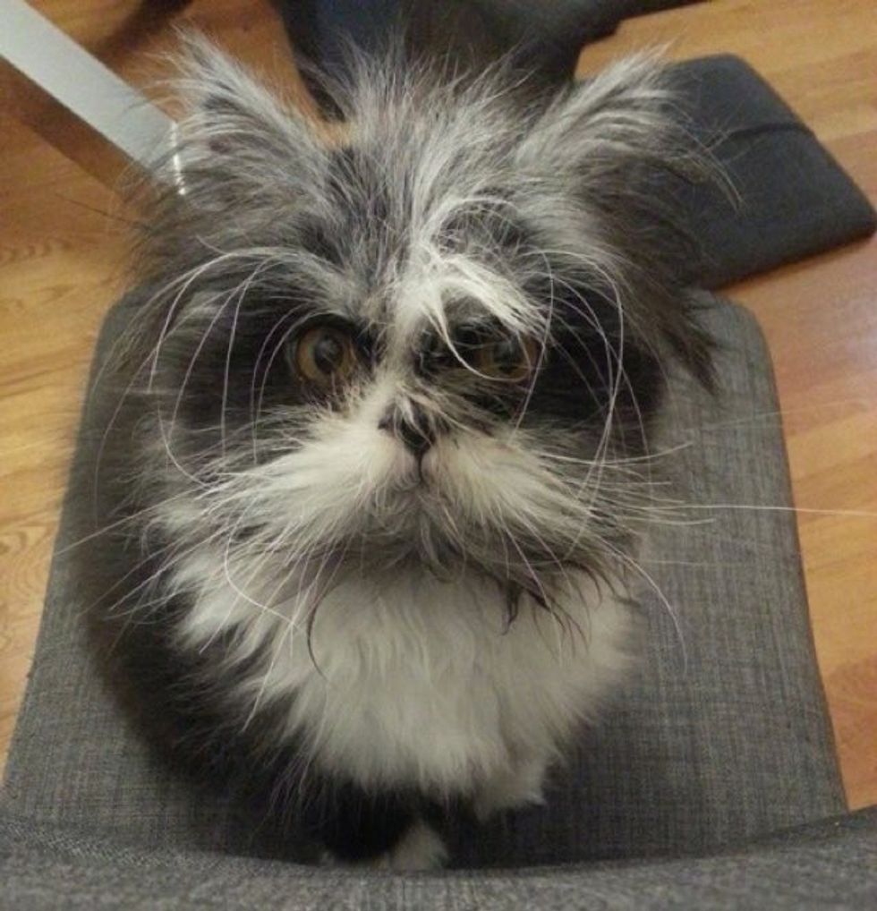 Meet Atchoum the Cat! He Has Perhaps the Furriest Face Ever! - Love Meow