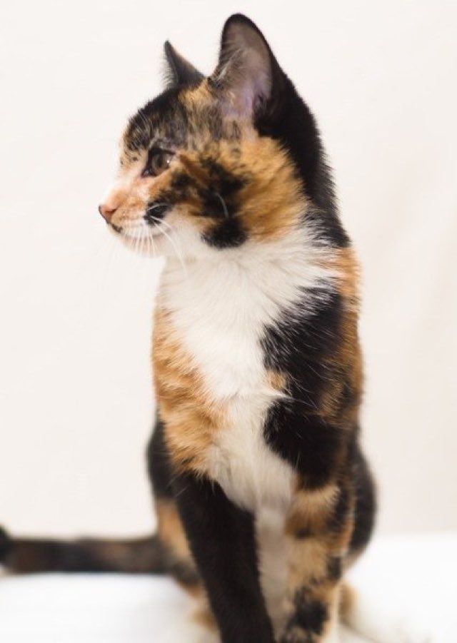 Male calico cat tortoiseshell cat - menscollector