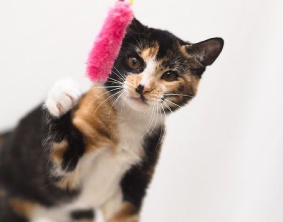 Meet Sherman, a Very Rare Male Calico Kitten - Love Meow