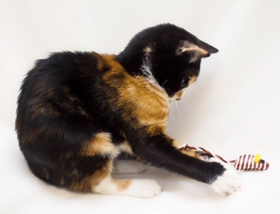 Meet Sherman, a Very Rare Male Calico Kitten - Love Meow