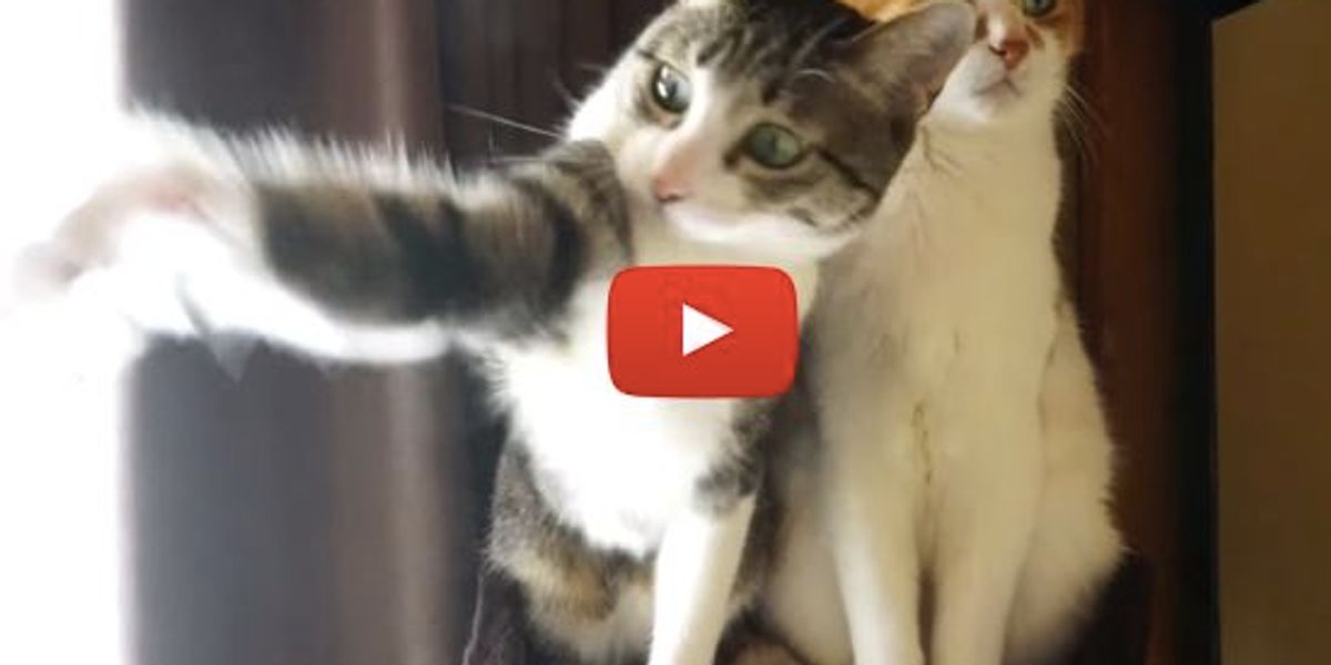 2 Types of Cats: Hyper Cat & Cool Cat - Love Meow