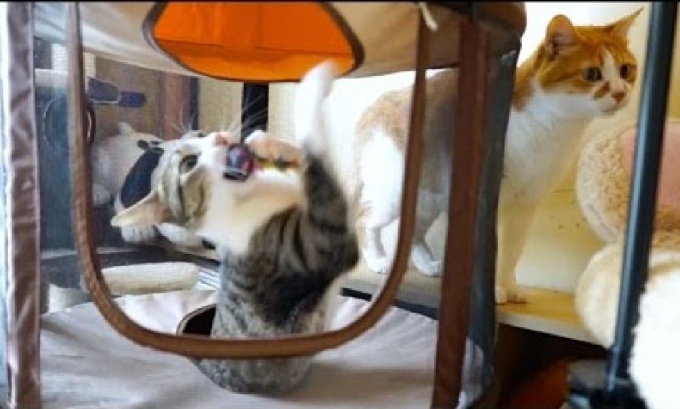 2 Types of Cats: Hyper Cat & Cool Cat - Love Meow