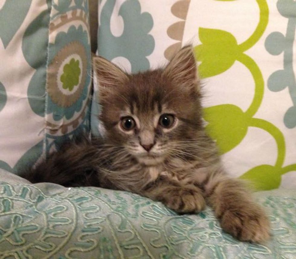 Scruffy Kitten Strays into the Heart of His Rescuer - Love Meow