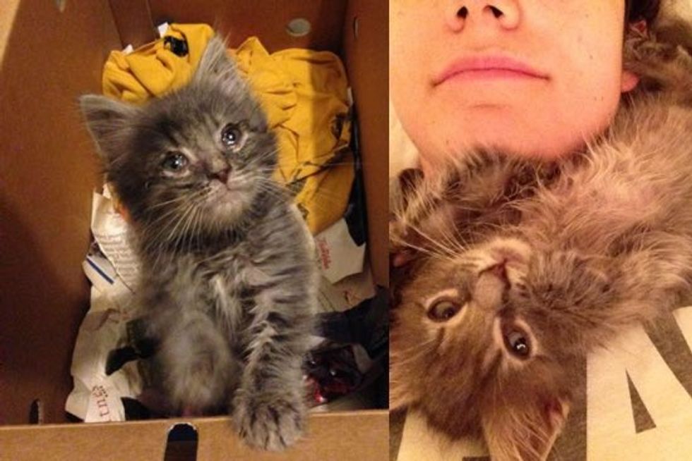 Scruffy Kitten Strays into the Heart of His Rescuer - Love Meow