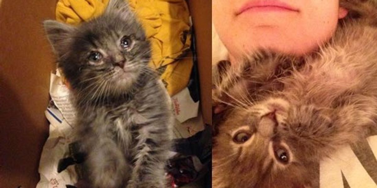 Scruffy Kitten Strays into the Heart of His Rescuer - Love Meow