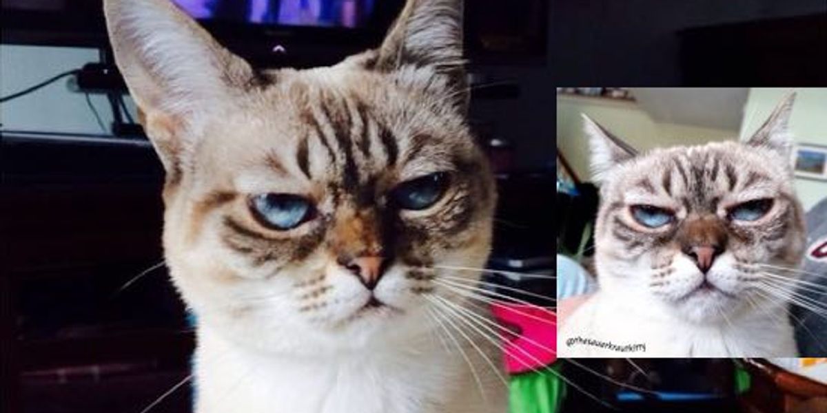 Meet Sauerkraut the Cat, the Grumpy Sourpuss - Love Meow