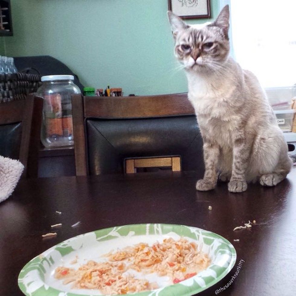 Meet Sauerkraut the Cat, the Grumpy Sourpuss - Love Meow