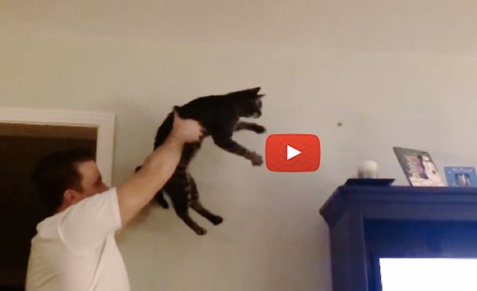 Cat and His Human Chasing a Bug Together - Love Meow
