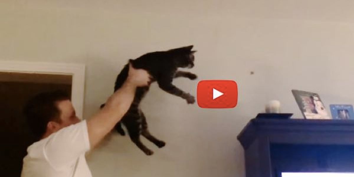 Cat and His Human Chasing a Bug Together - Love Meow