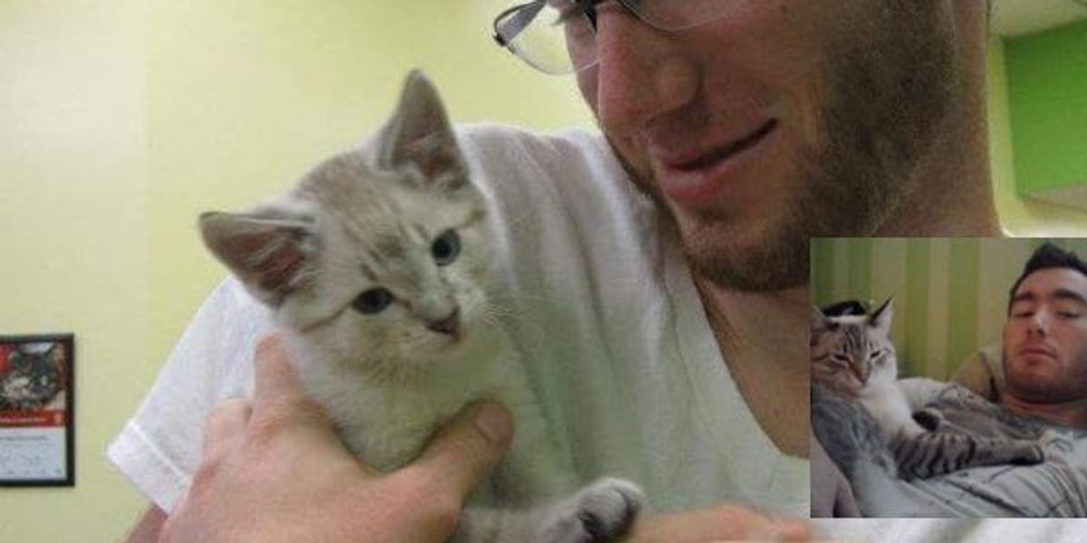 Man Falls in Love with a Shelter Cat. He Tells the Story in Pictures ...