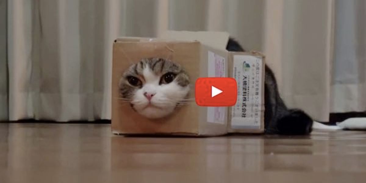 This Box is Half the Size of Maru, But He Still Makes It Work! - Love Meow