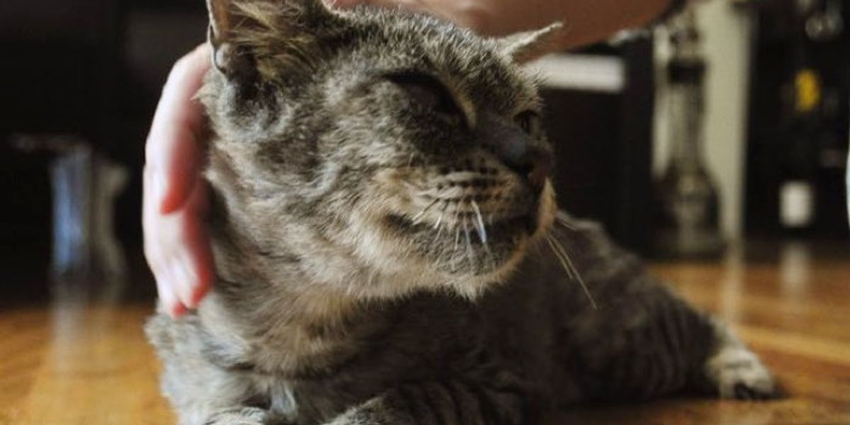 Mr. Cat - The Incredible Rescue Journey and Recovery of a Blind Cat ...