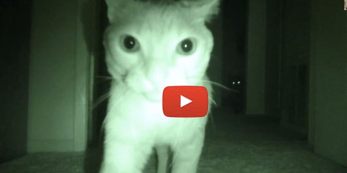 This is What These Cats Do at Night... - Love Meow