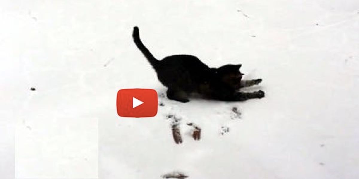 Cat Sees Snow for the First Time, Tries to Catch it! - Love Meow