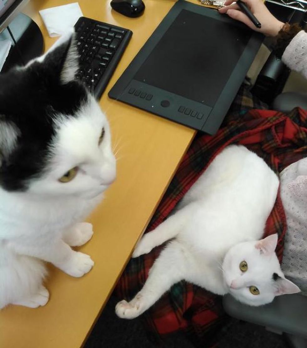 Company Adopts Rescue Cats to Help Employees Unwind and Improve ...