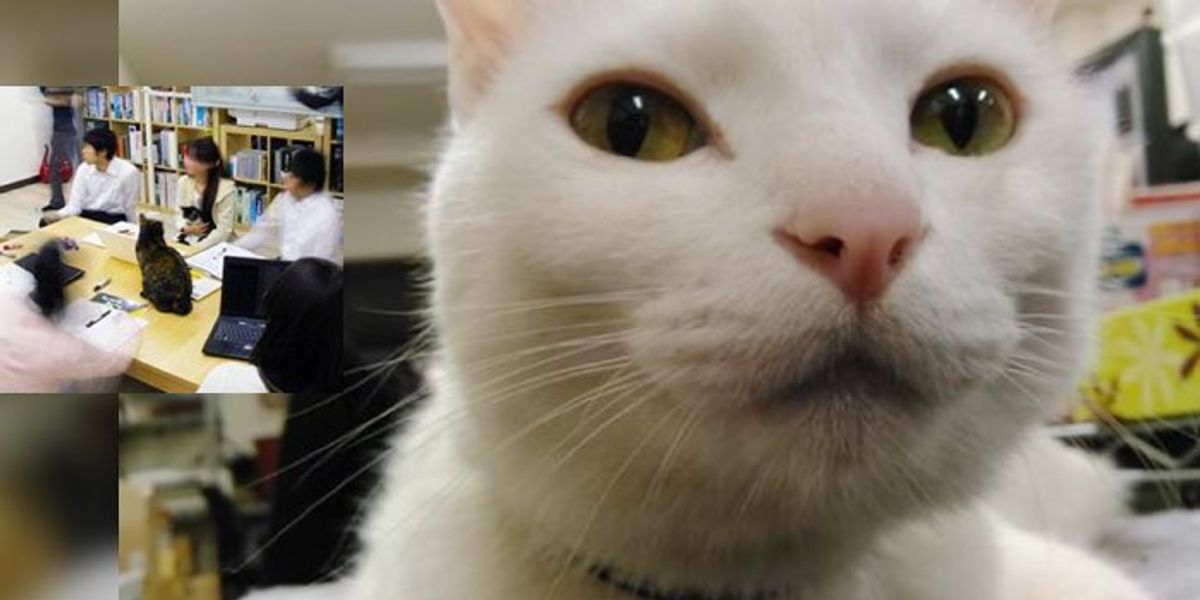 Company Adopts Rescue Cats to Help Employees Unwind and Improve ...