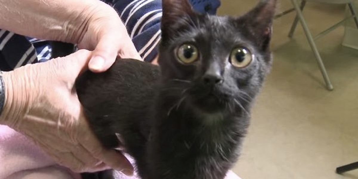 Special Needs Kitty Learns to Walk on Her Own Despite Her Limitations ...