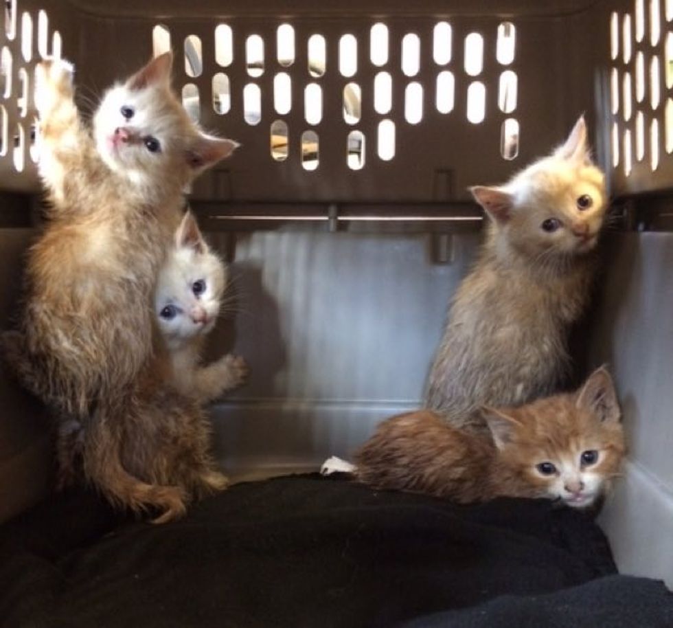 Meet the "Sesame Street" Kittens Rescued From Garbage Can. They Will ...