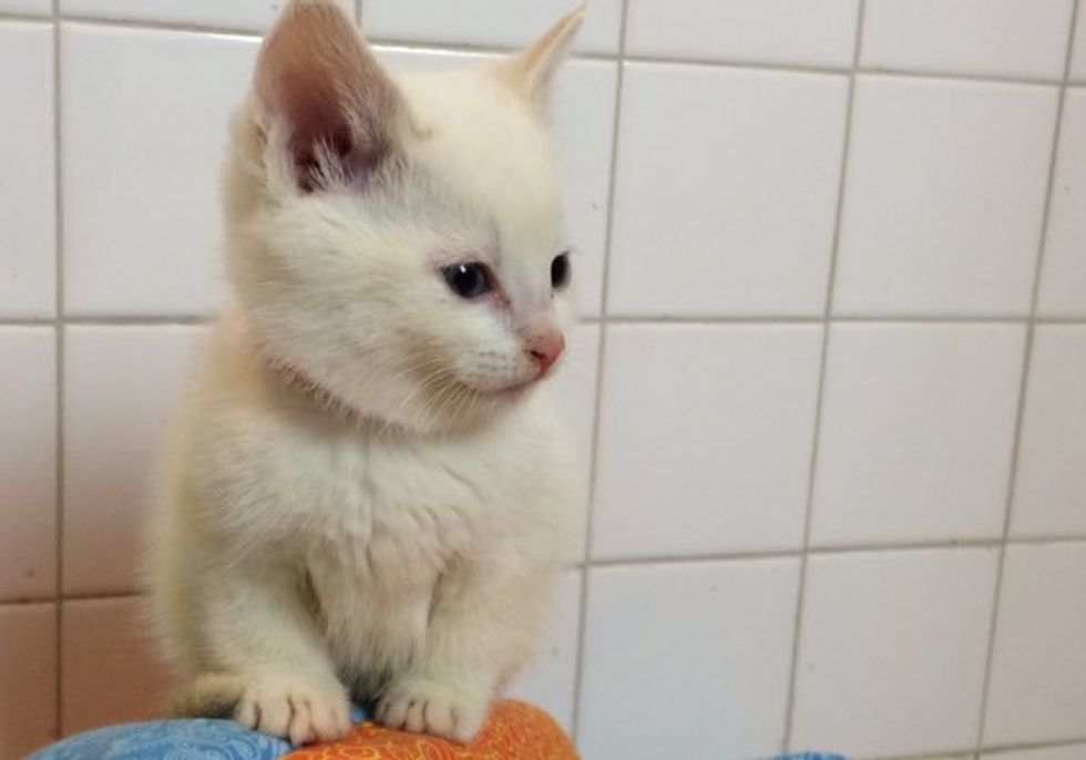 Meet the "Sesame Street" Kittens Rescued From Garbage Can. They Will ...