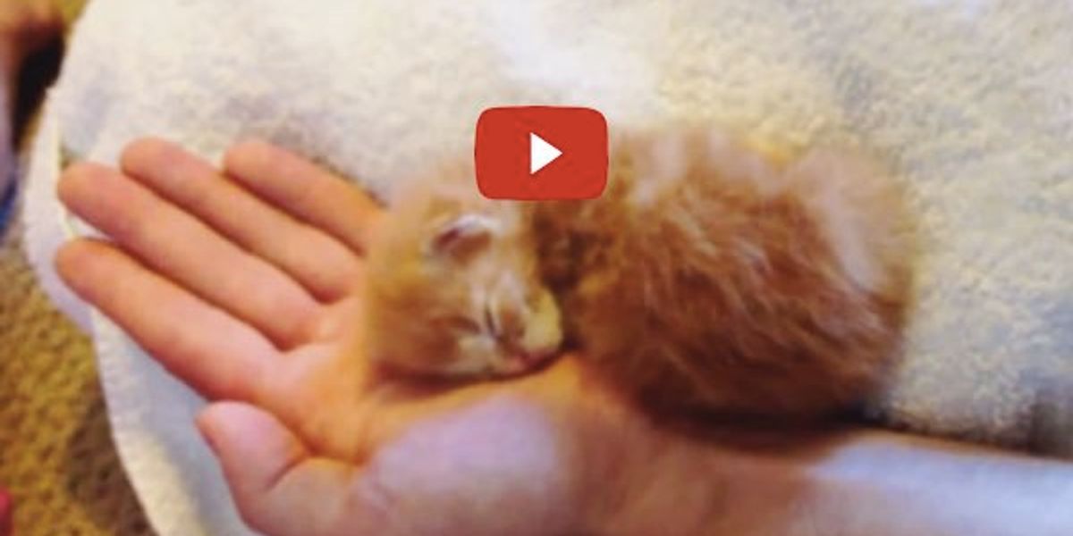 Tiny Kittens Sleeping in Their Humans' Hands. So Much Cute! - Love Meow