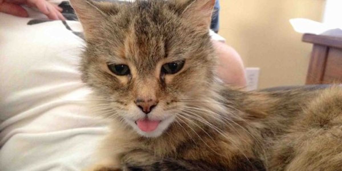 Frances the Cat is 21 Years Old, But Still a Kitten at Heart! - Love Meow