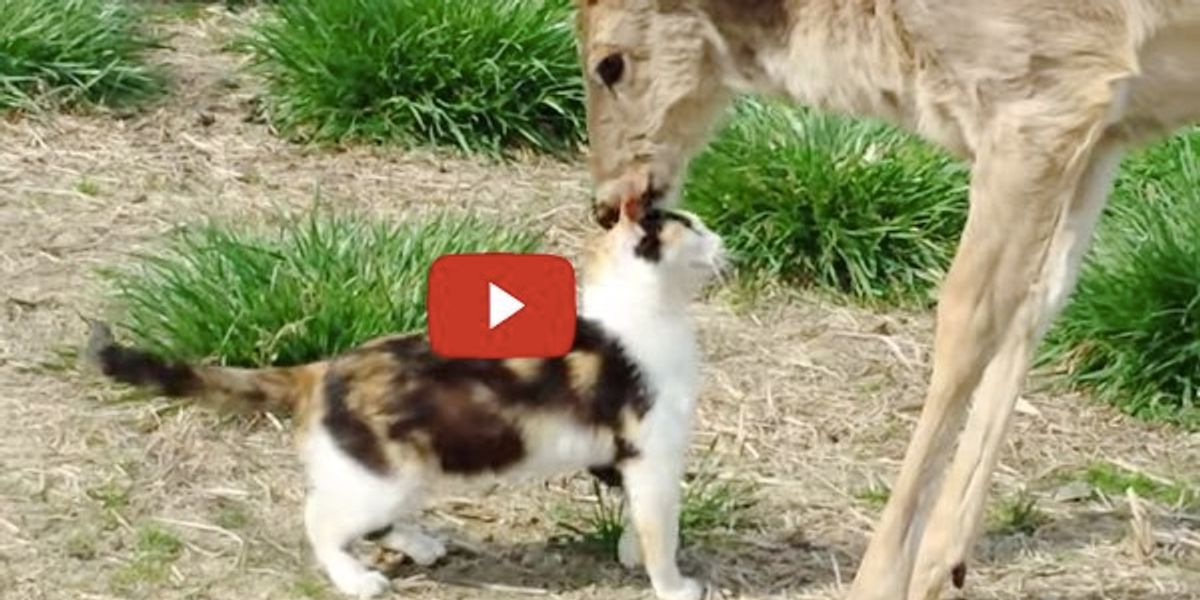 Cat and Whitetail Deer Who Grew Up Together Share a Special Moment ...