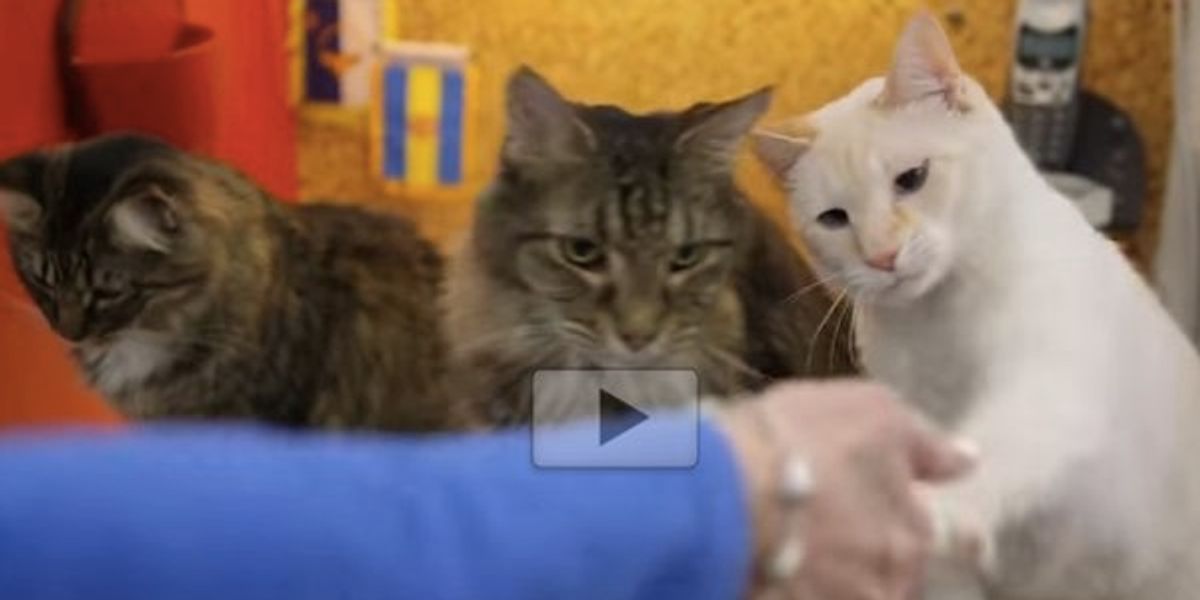 Woman With A Hearing Loss Taught Her Deaf Cat Sign Language - Love Meow